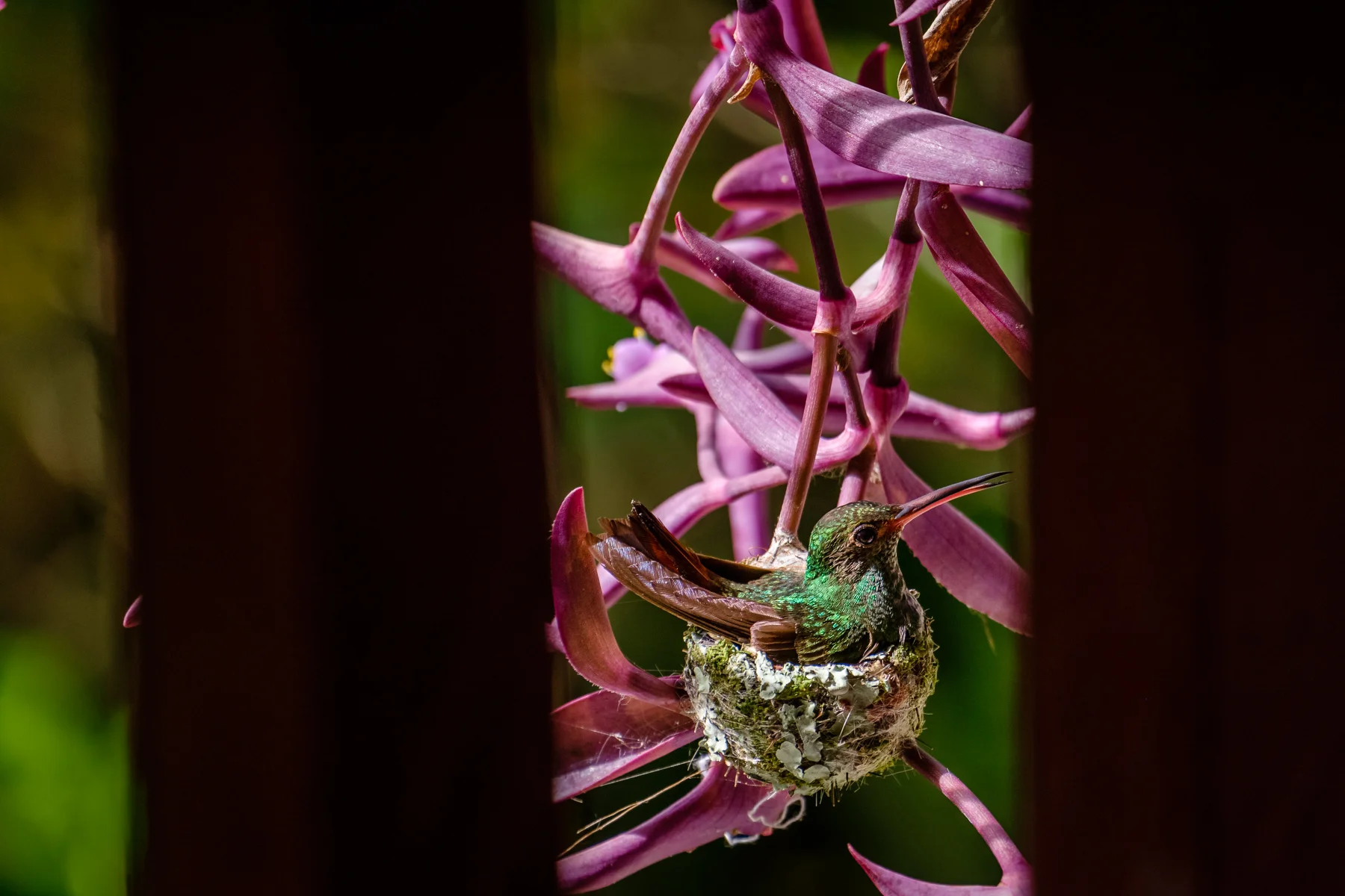 Lessons from a Hummingbird — Mom on a Mission