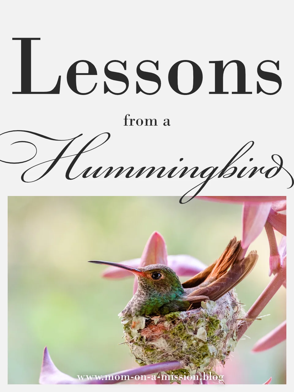 Lessons from a Hummingbird — Mom on a Mission