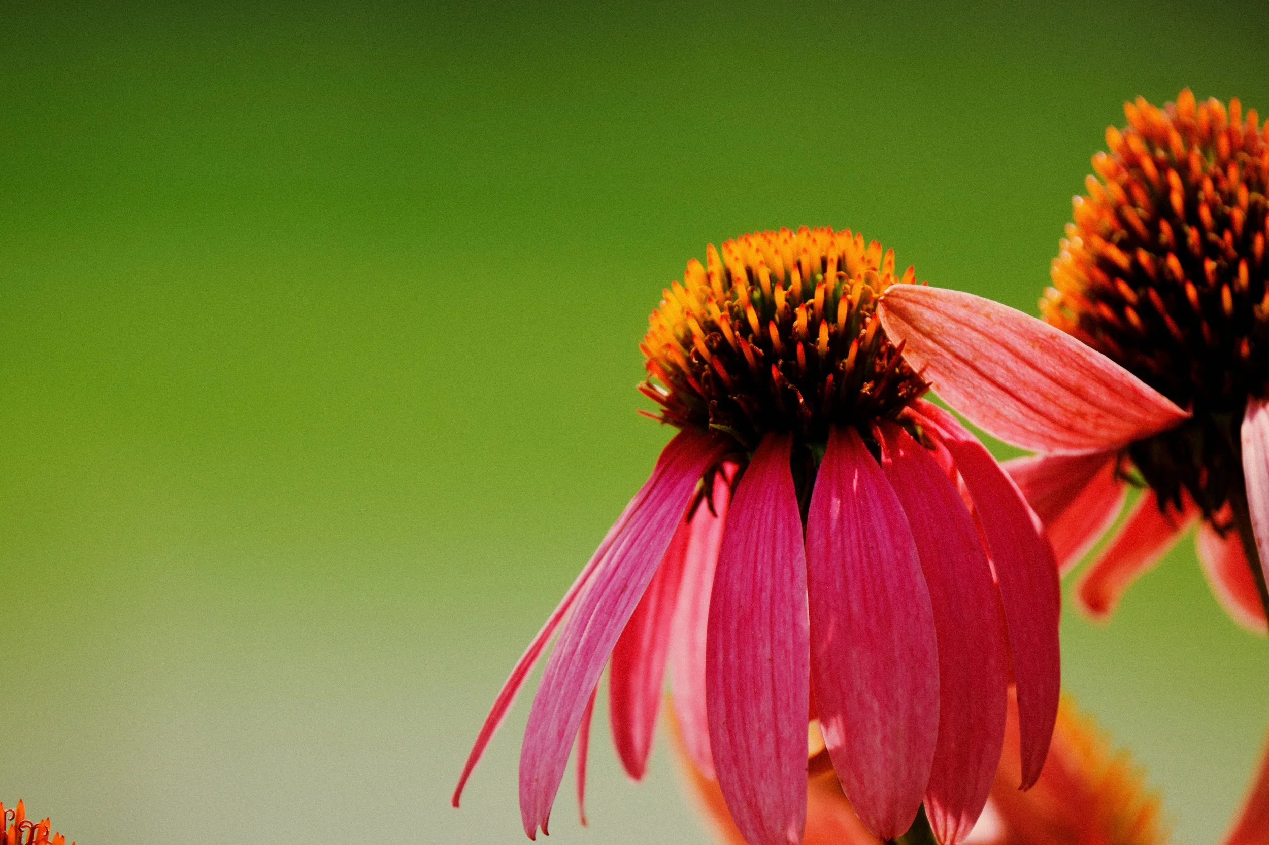 8 Virtues for my 8 Daughters — Mom on a Mission