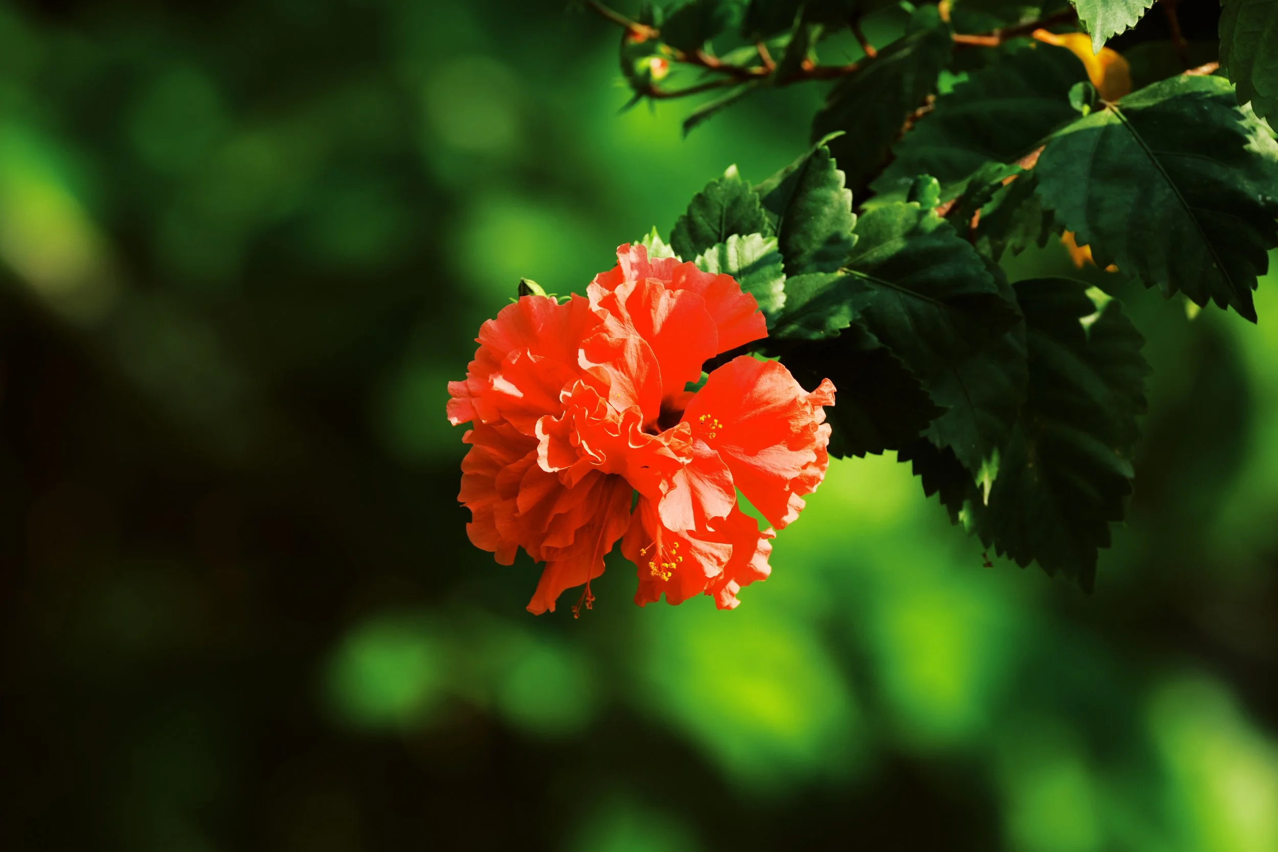 8 Virtues for my 8 Daughters — Mom on a Mission