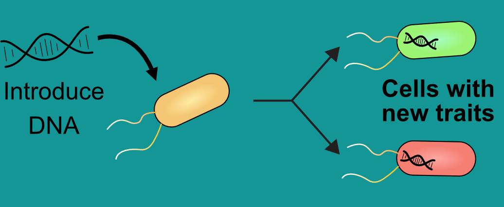 Bacterial Transformation