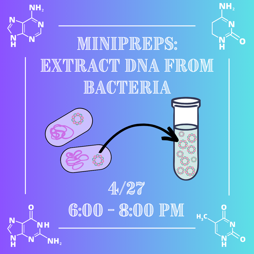 Minipreps: Extract DNA from Bacteria — SoundBio Lab