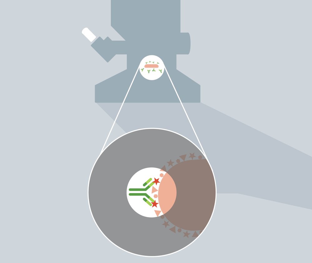 How to Design a New Vaccine — The Texas Scientist