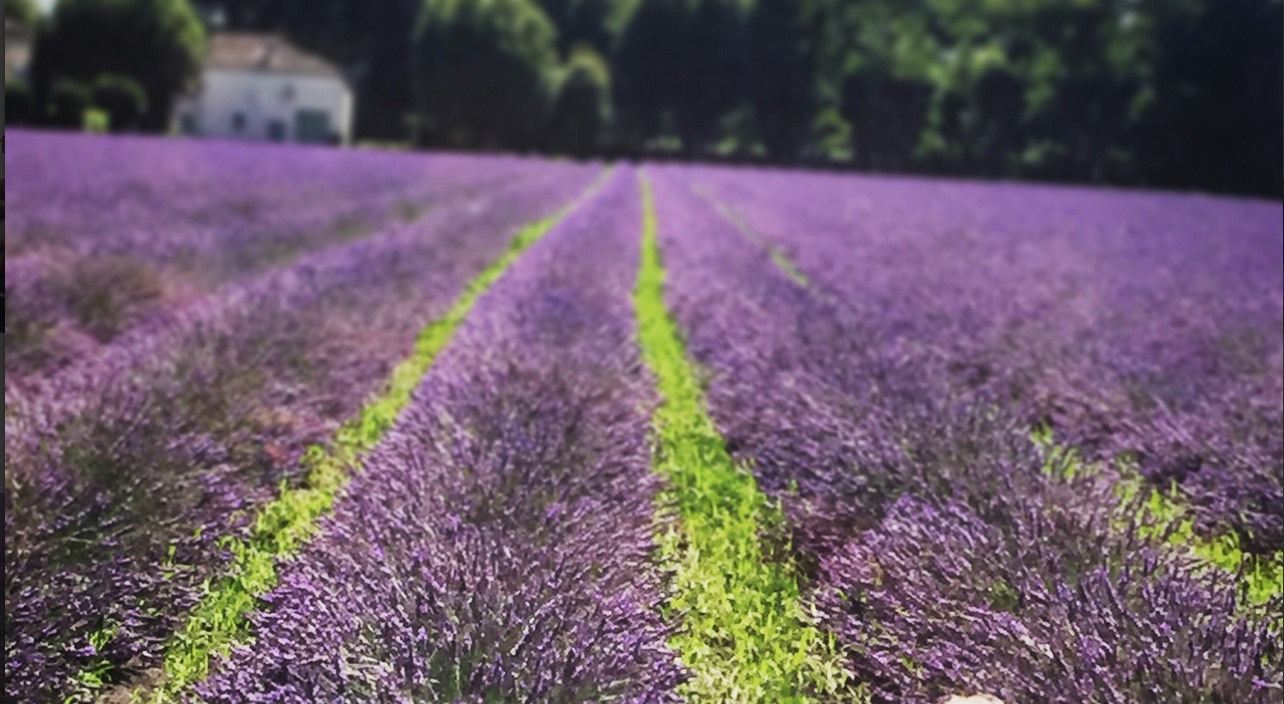 Live Workshops with Debra — Debra Huse