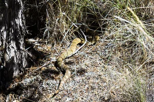 Fauna Gallery — SmithRock.com | Smith Rock State Park Guide | Smith ...