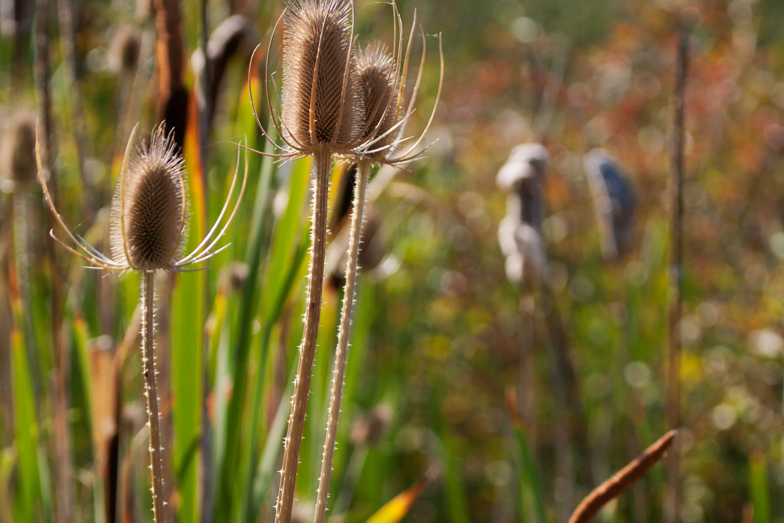 Flora Gallery — SmithRock.com | Smith Rock State Park Guide | Smith ...