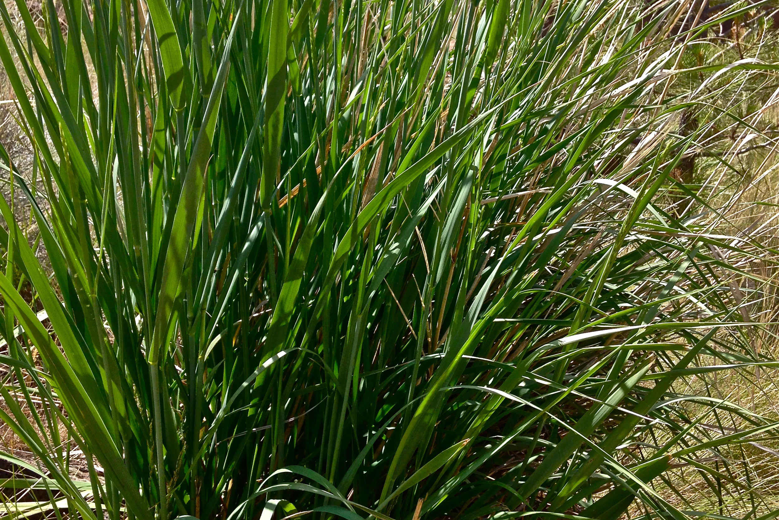 Flora Gallery — SmithRock.com | Smith Rock State Park Guide | Smith ...