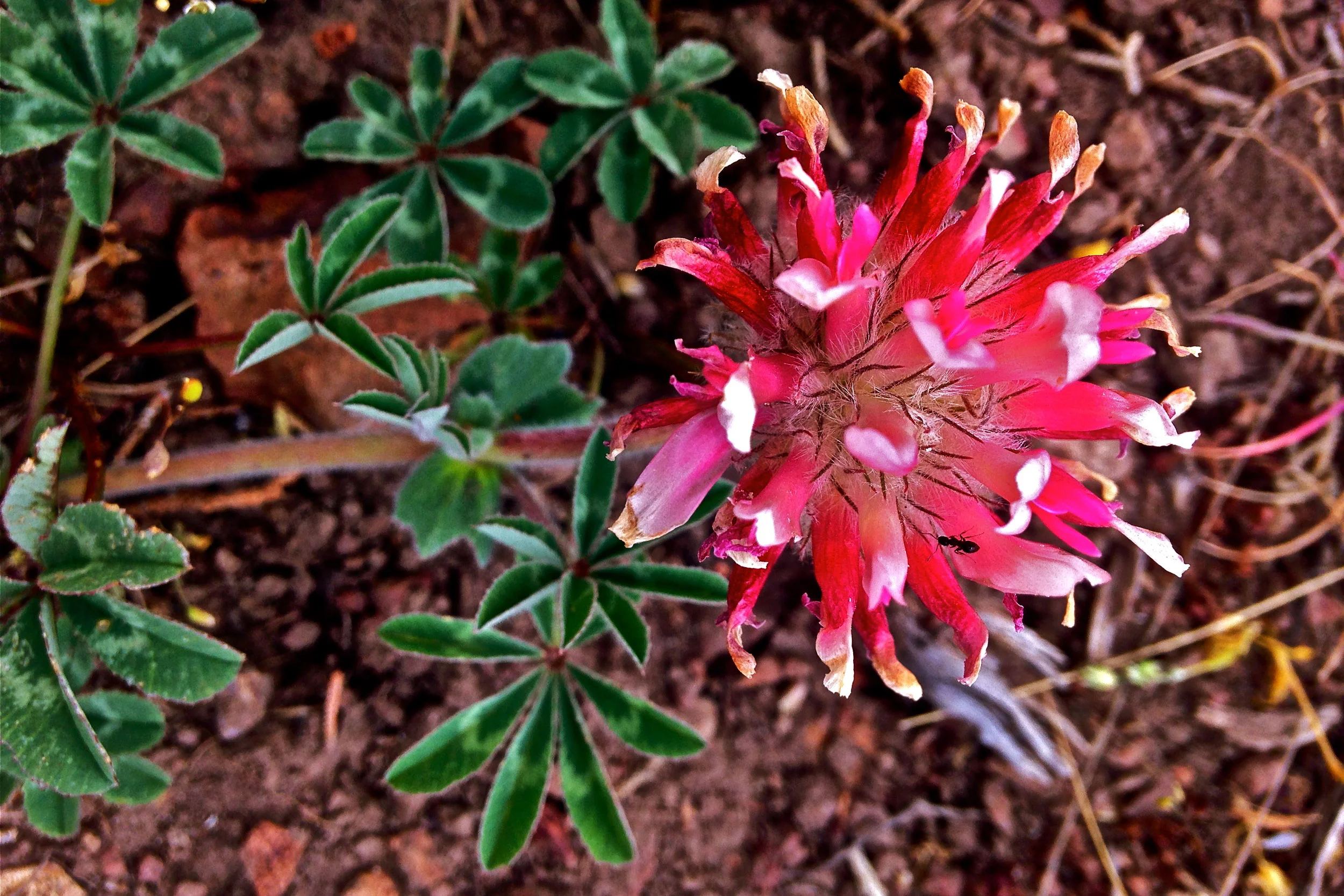 Flora Gallery — SmithRock.com | Smith Rock State Park Guide | Smith ...