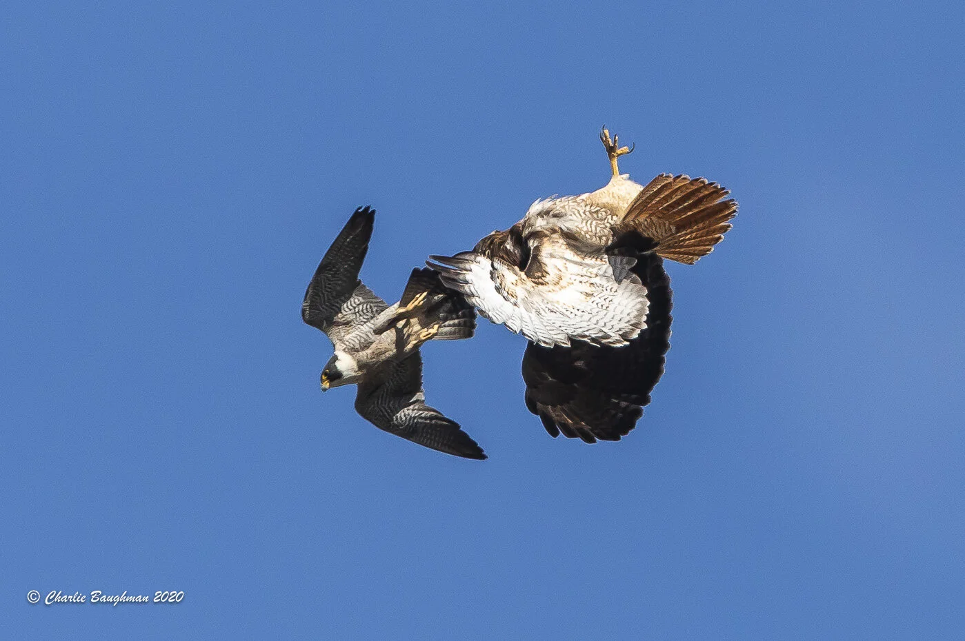 Falcon Attack Eagle
