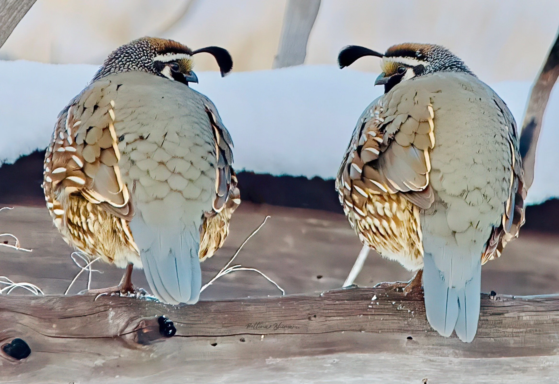 Wintering at Smith Rock is for the Birds — SmithRock.com | Smith Rock ...
