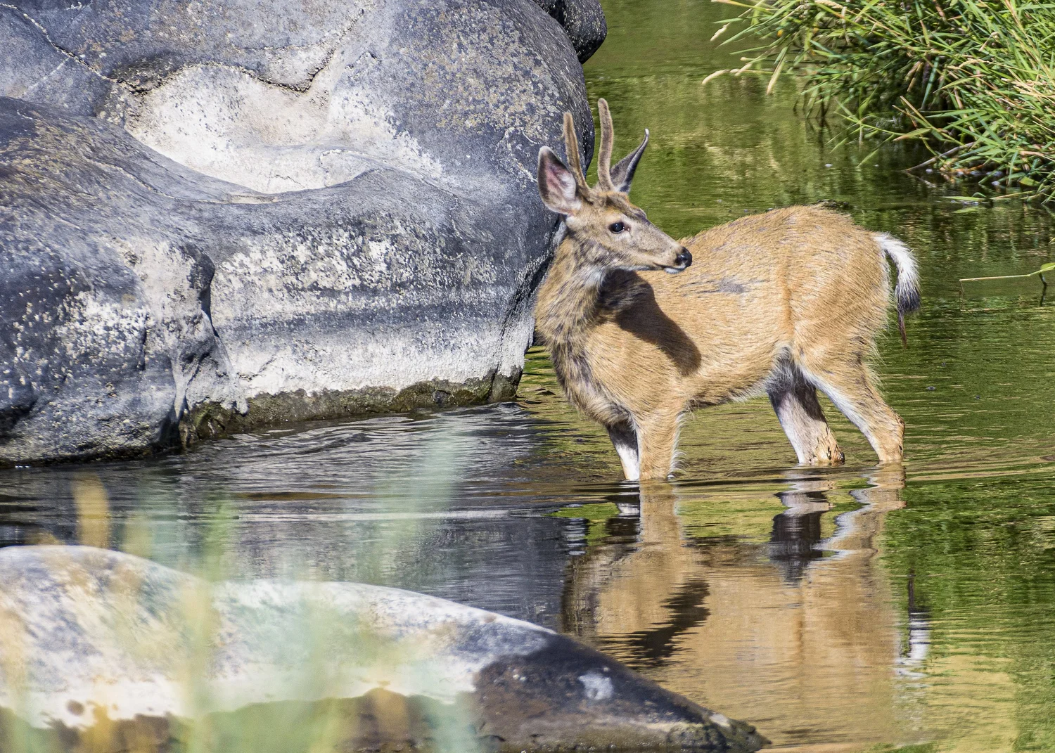 Welcome to Smith Rock's Wild Kingdom — SmithRock.com | Smith Rock State ...