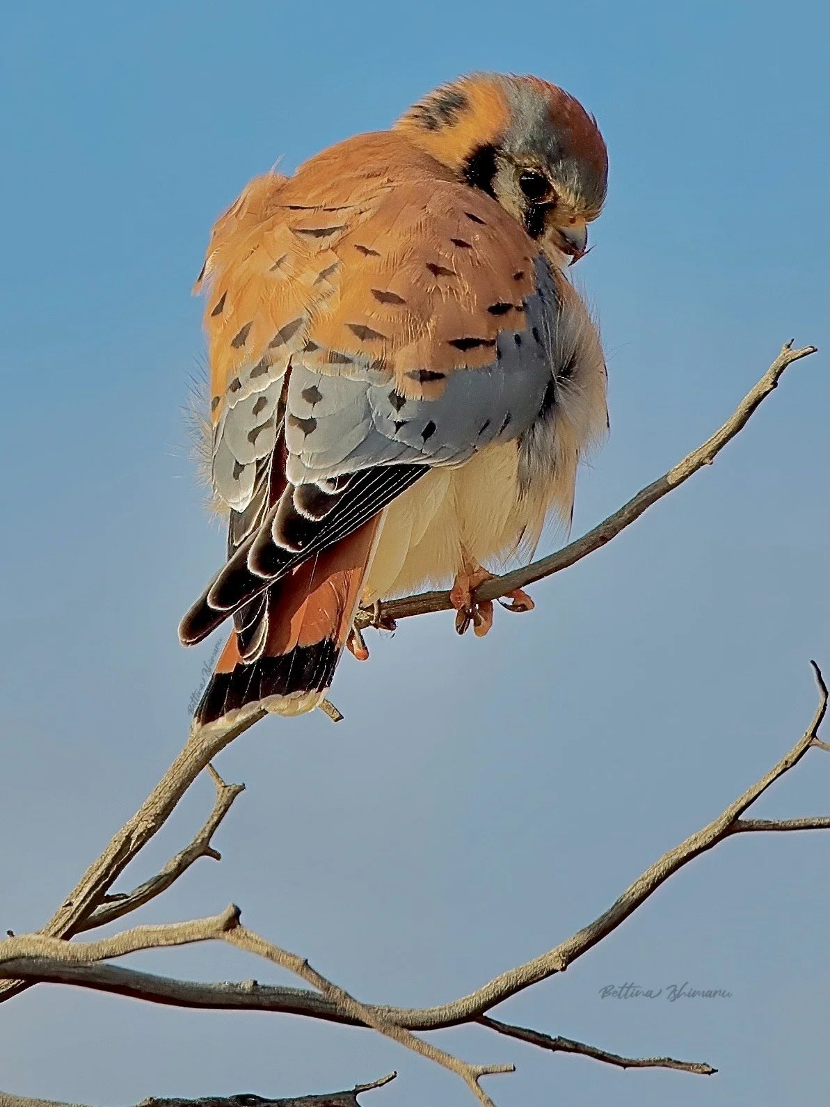 Wintering at Smith Rock is for the Birds — SmithRock.com | Smith Rock ...