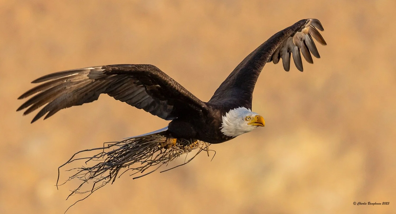 This Fourth of July Let's Celebrate Smith Rock's Bald Eagles 2023 ...
