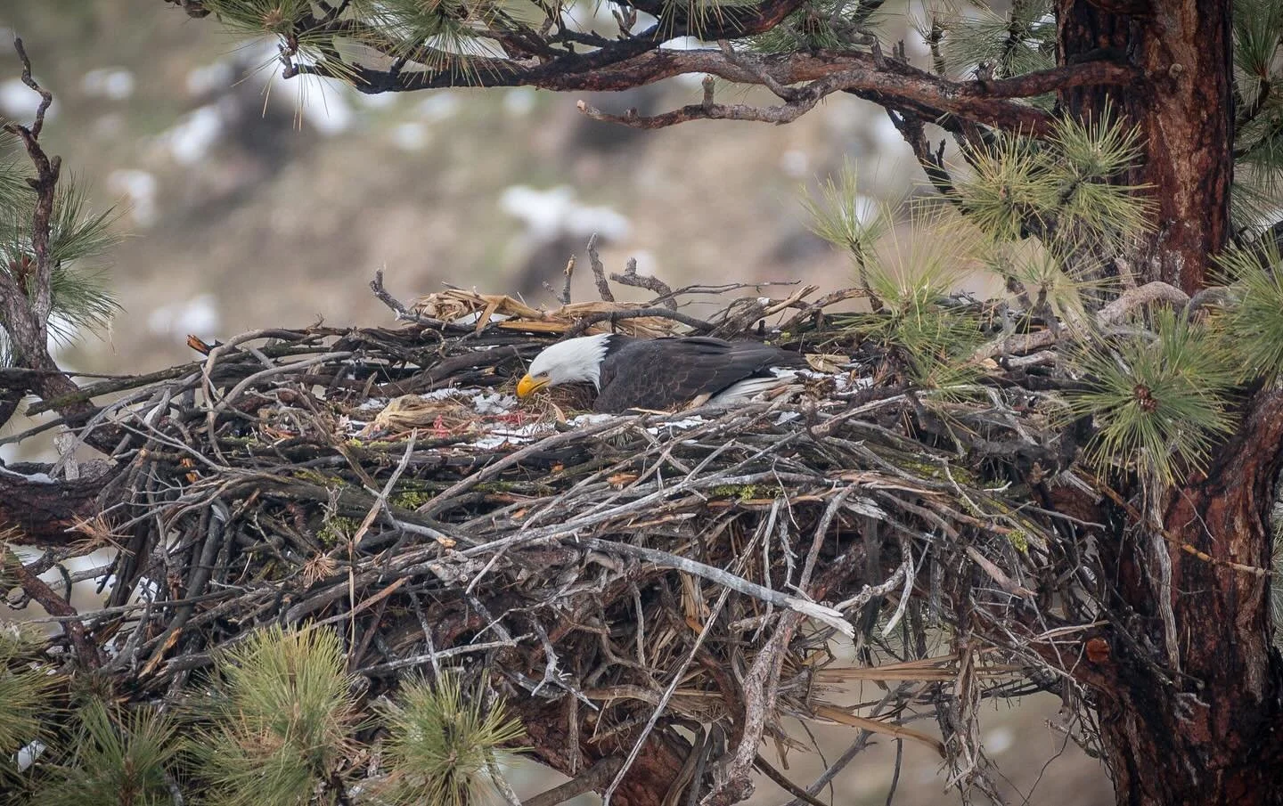 Get Caught Up for Hatch Time at Smith Rock State Park — SmithRock.com ...