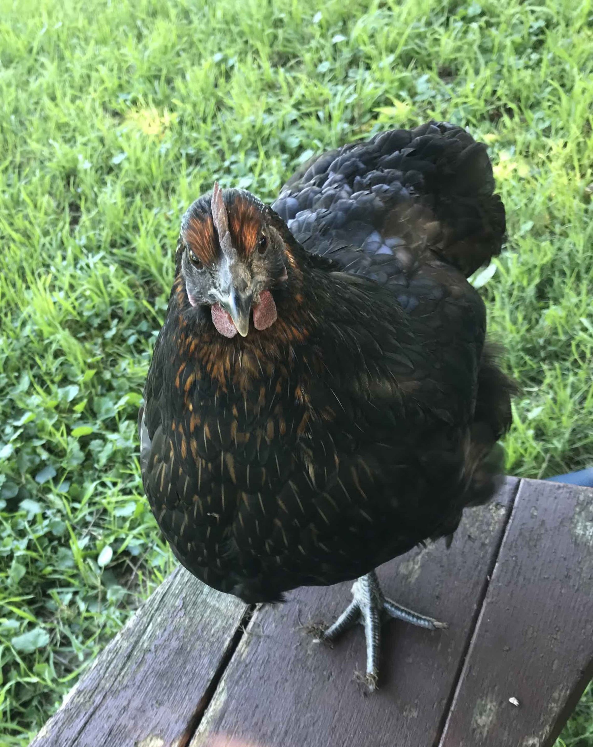 Upcoming Courses — Silver Wattle Quaker Centre