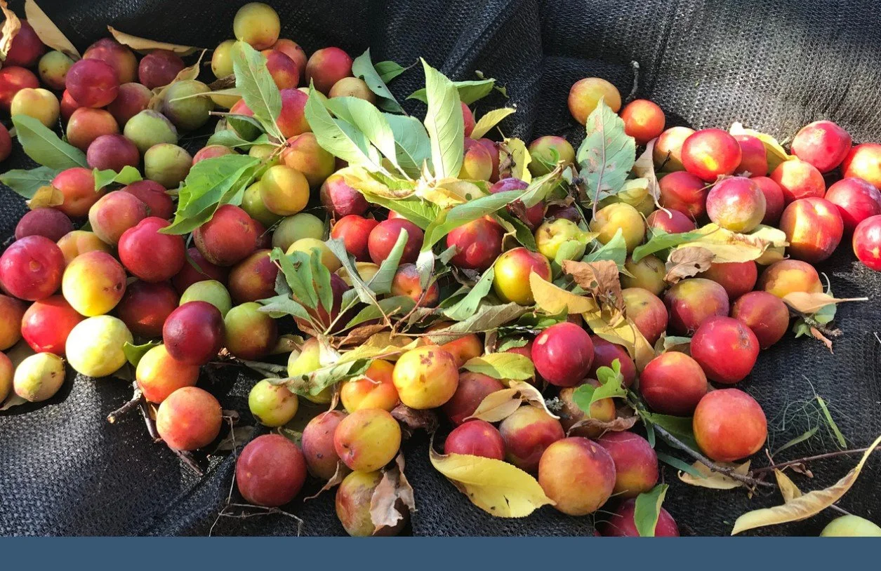 Upcoming Courses — Silver Wattle Quaker Centre