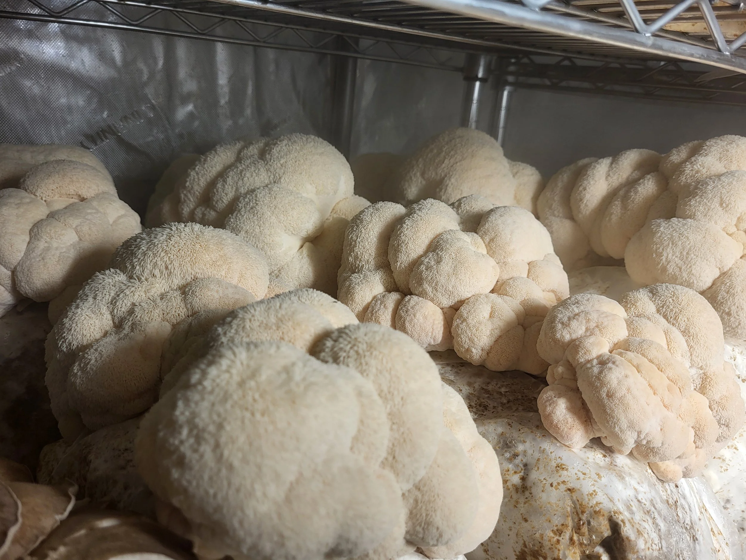 Lion's Mane Mushroom Grow Kit — Brown Bottle Farm