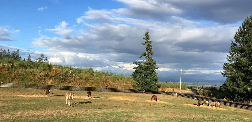 Welcome to Sky Ranch Stables