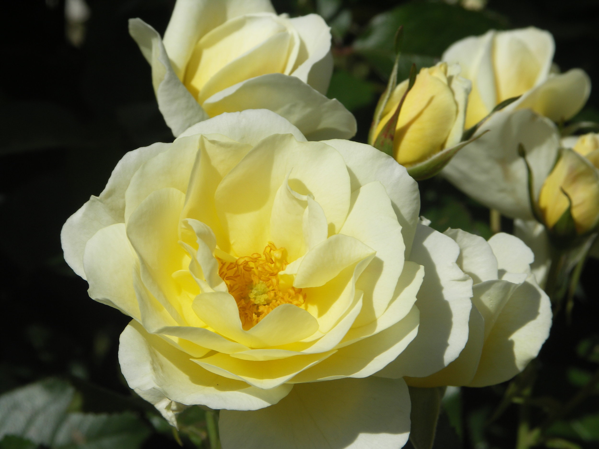 Gallery — Rob Somerfield Roses