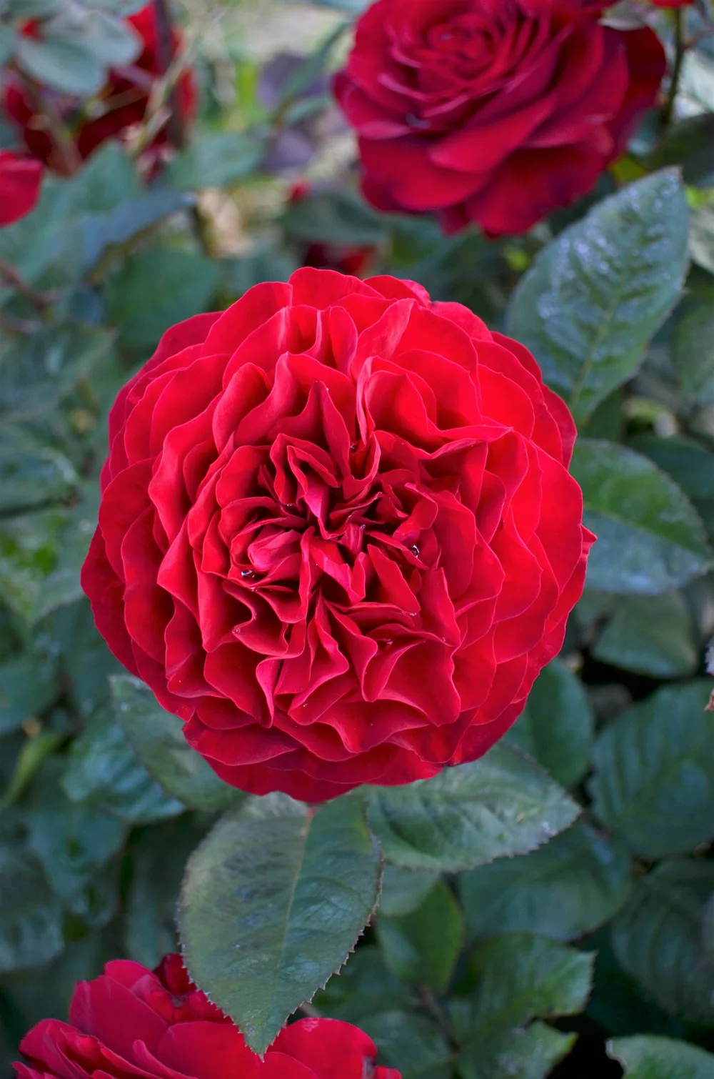 Latest news — Rob Somerfield Roses