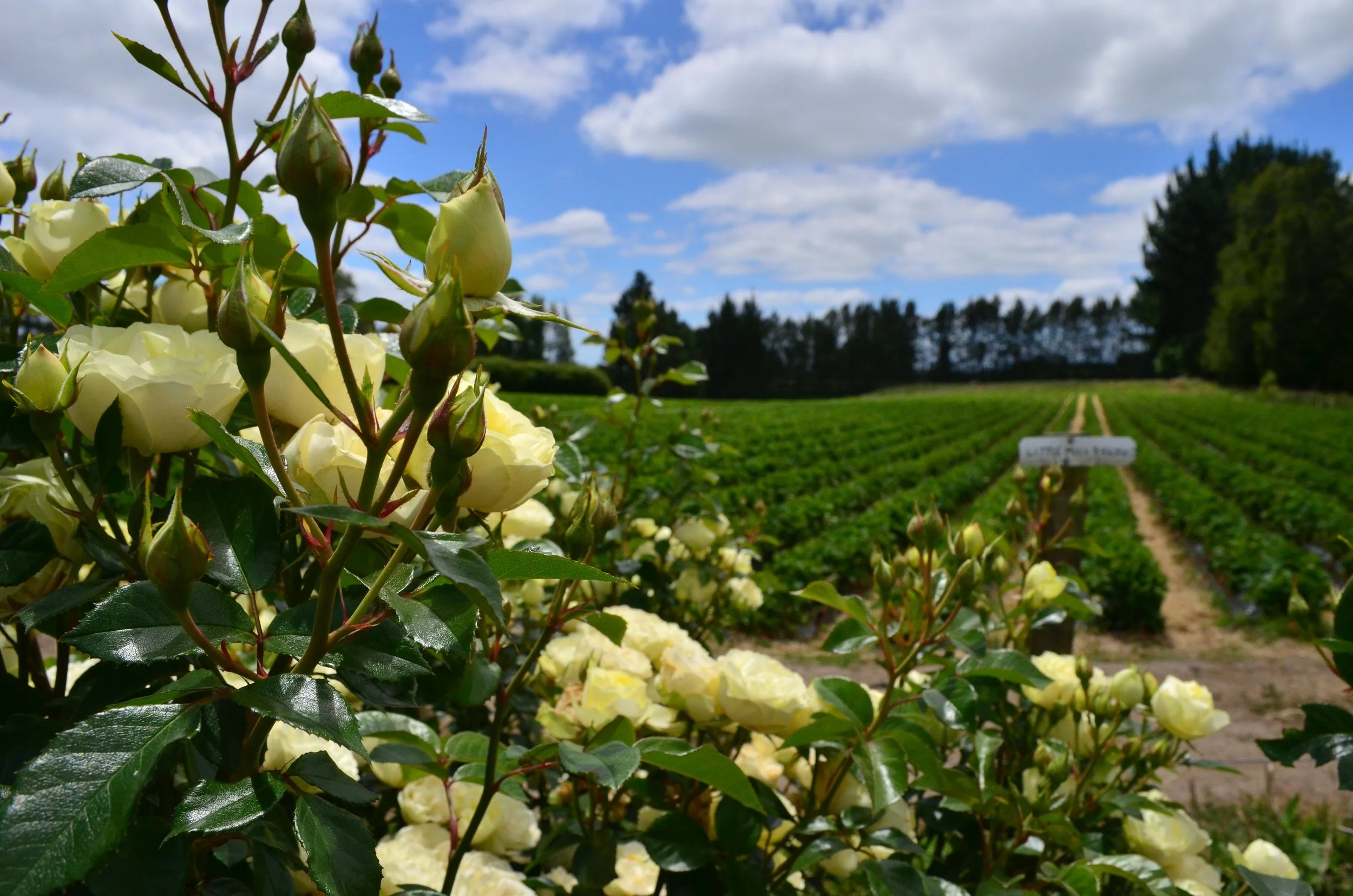 Latest news — Rob Somerfield Roses