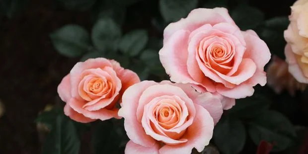 Latest news — Rob Somerfield Roses