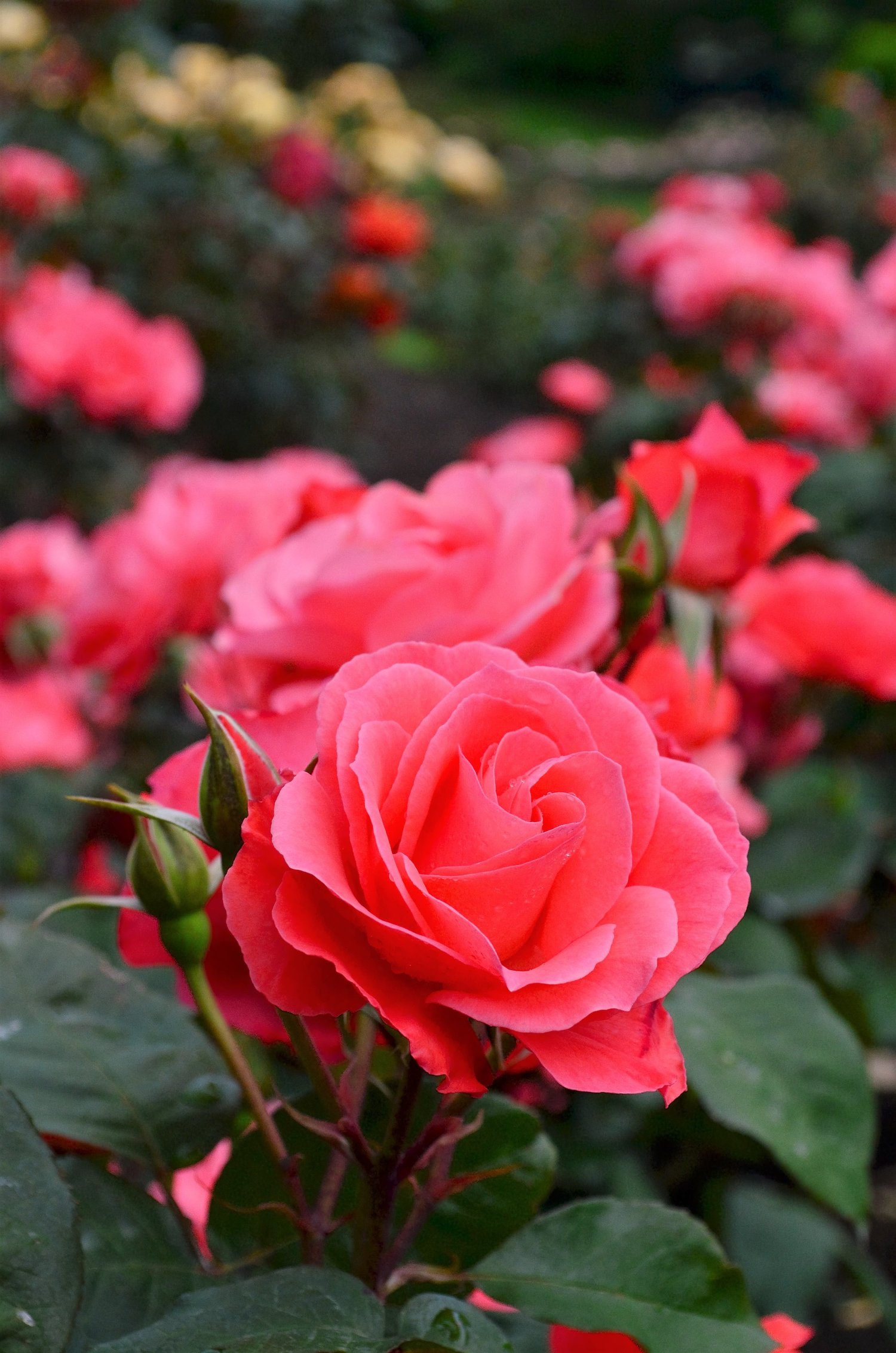 Latest news — Rob Somerfield Roses