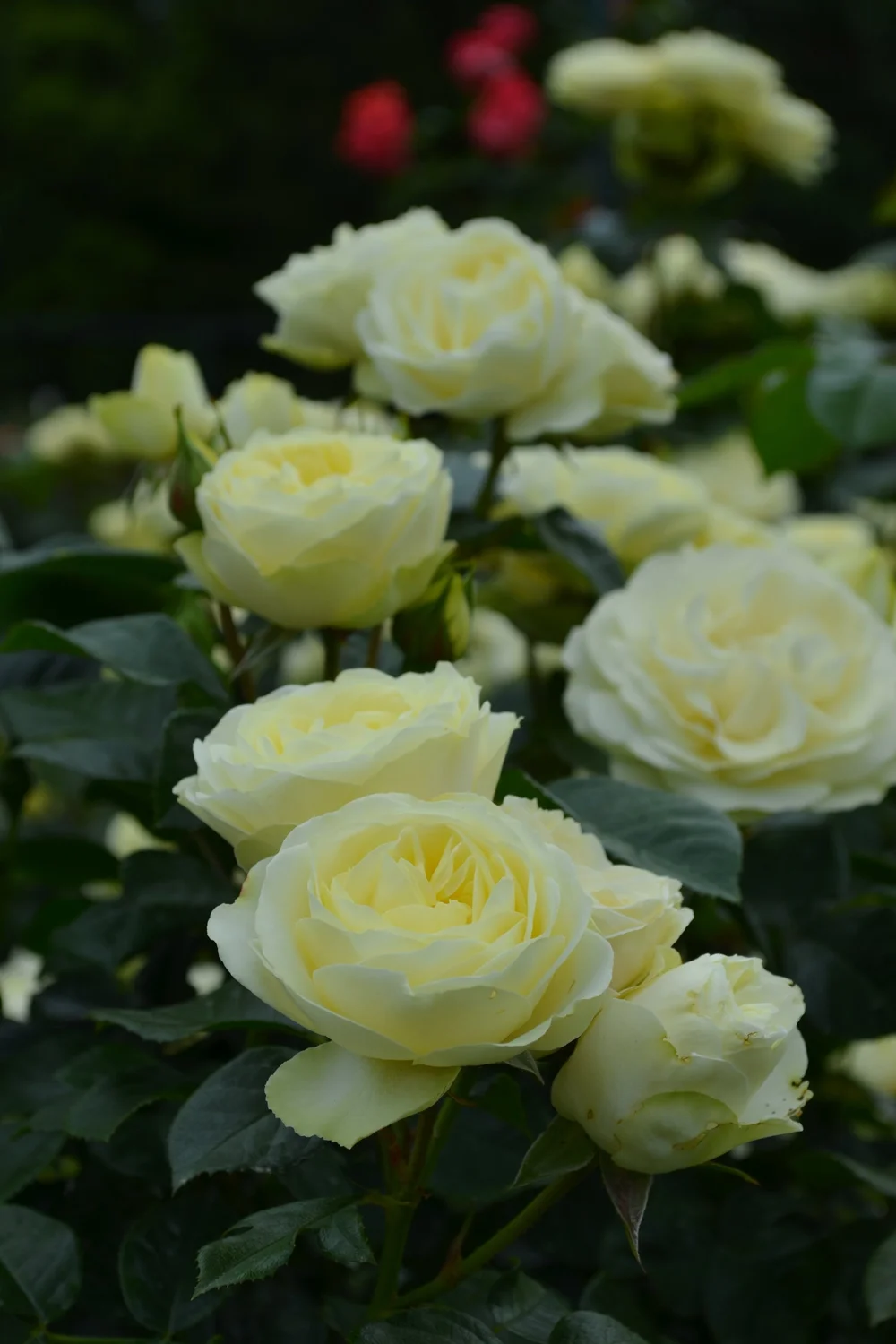 Lemon n' Lime — Rob Somerfield Roses
