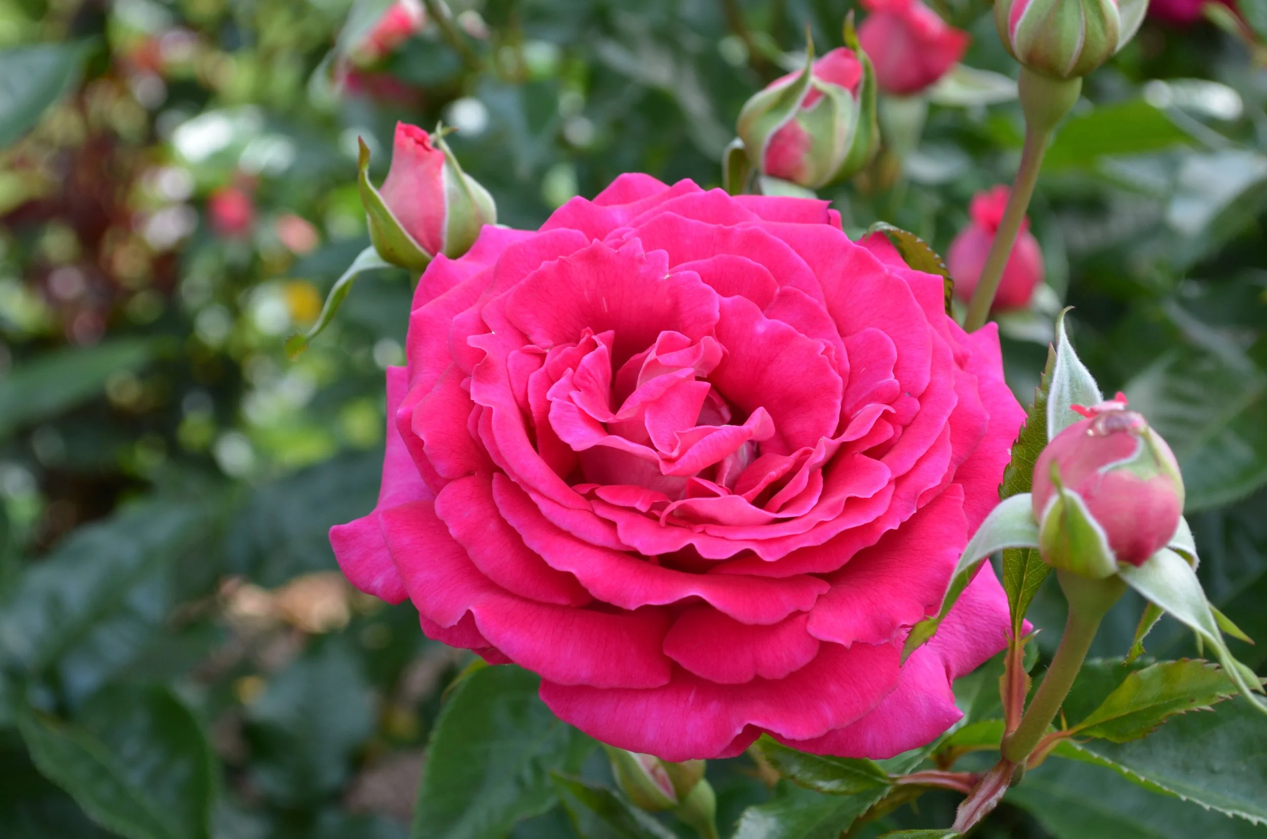 New Releases — Rob Somerfield Roses