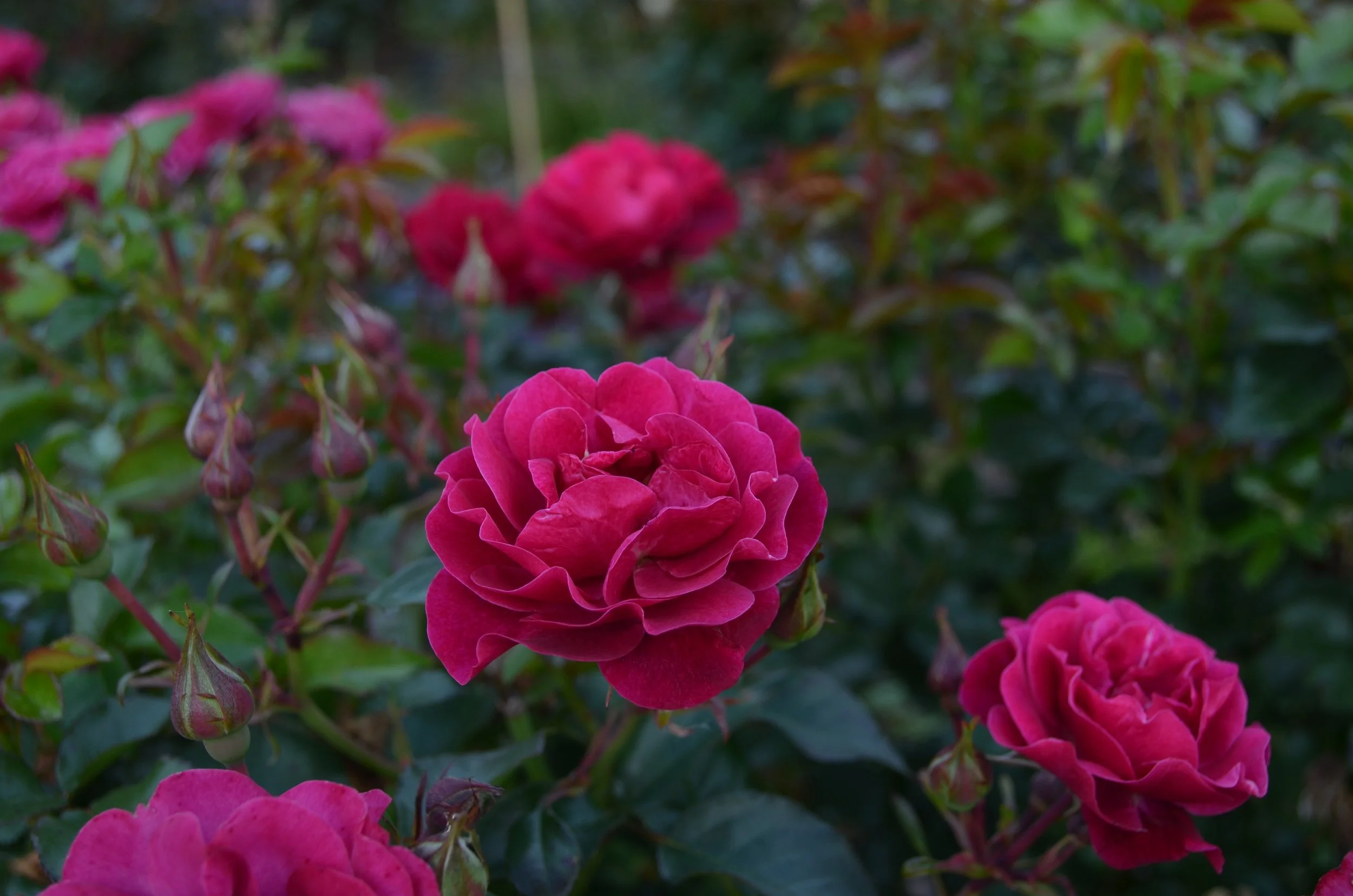 Latest news — Rob Somerfield Roses
