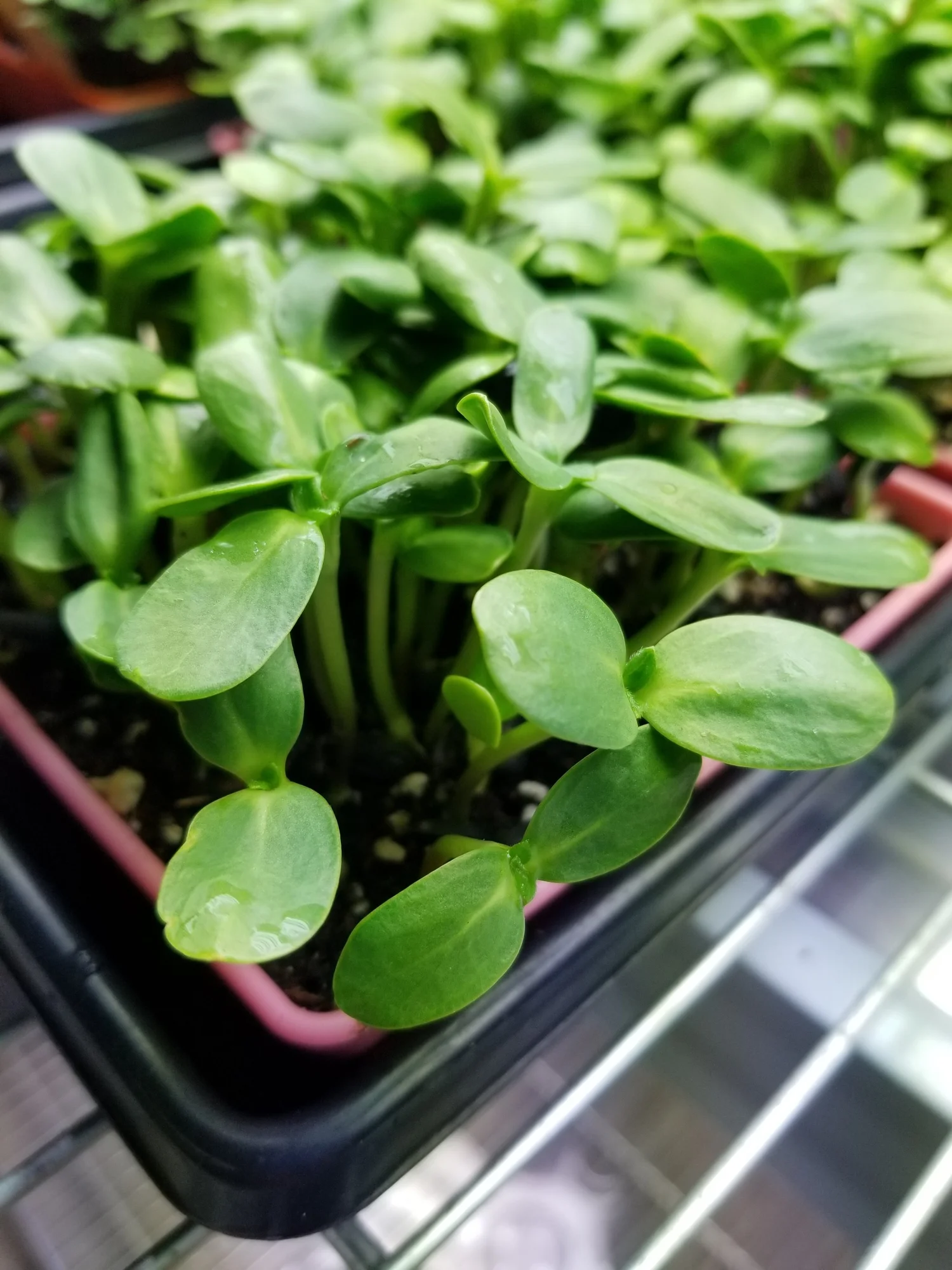 Sunflower Sprouts Growing