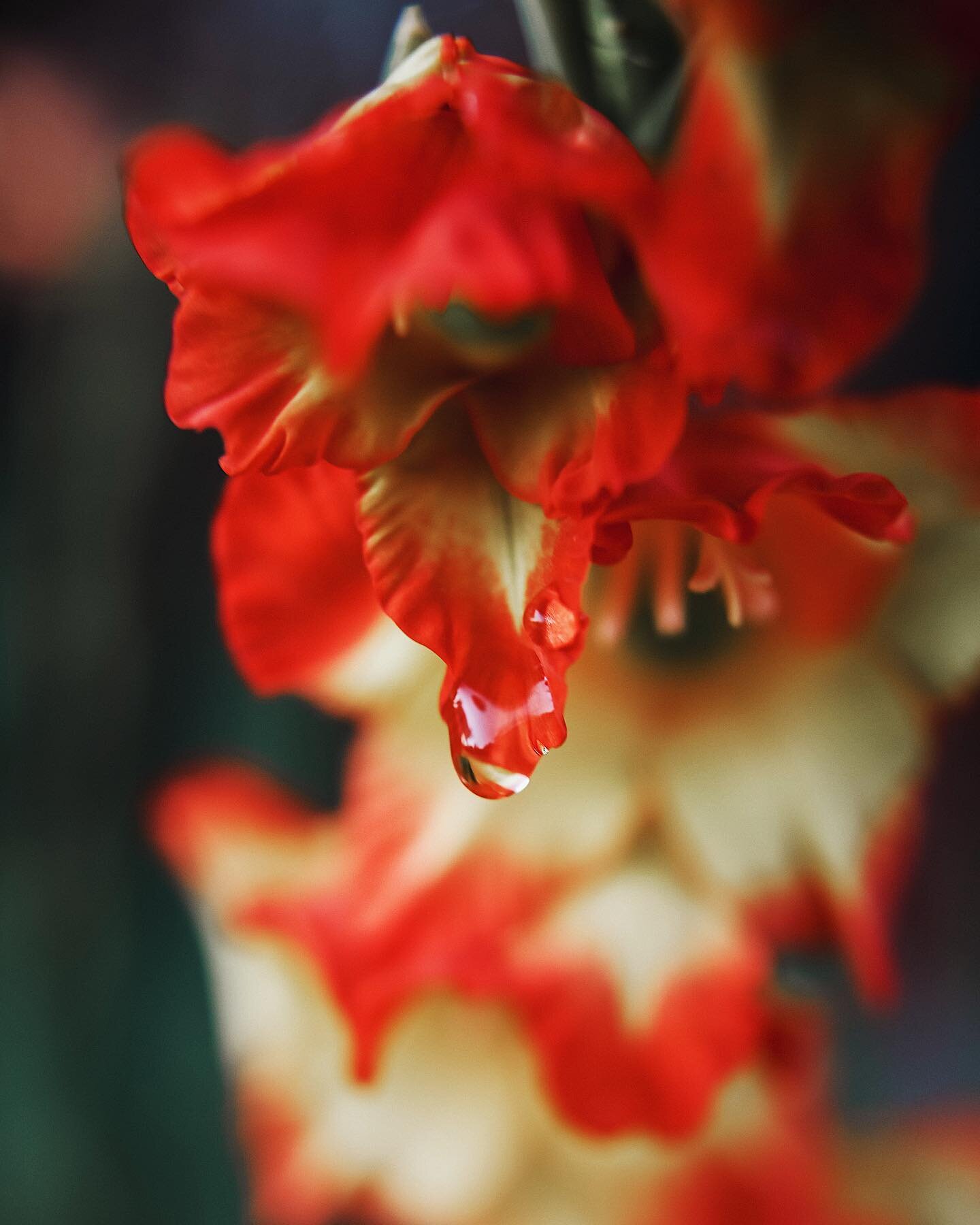 Colorado's Wonder View Tower — REBECCA TILLETT