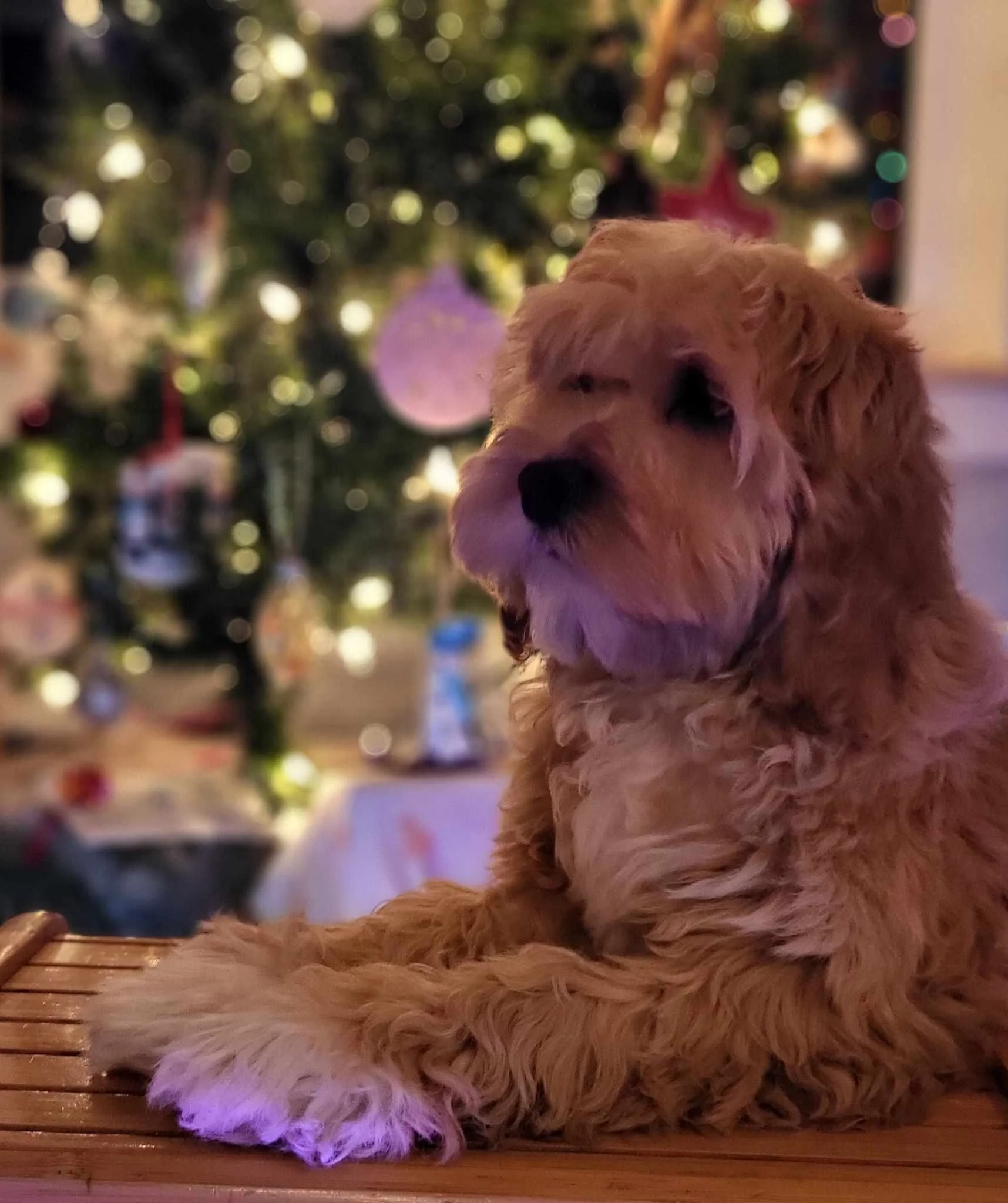 Cockapoos Puppies For Sale — Mill Creek Family Farms