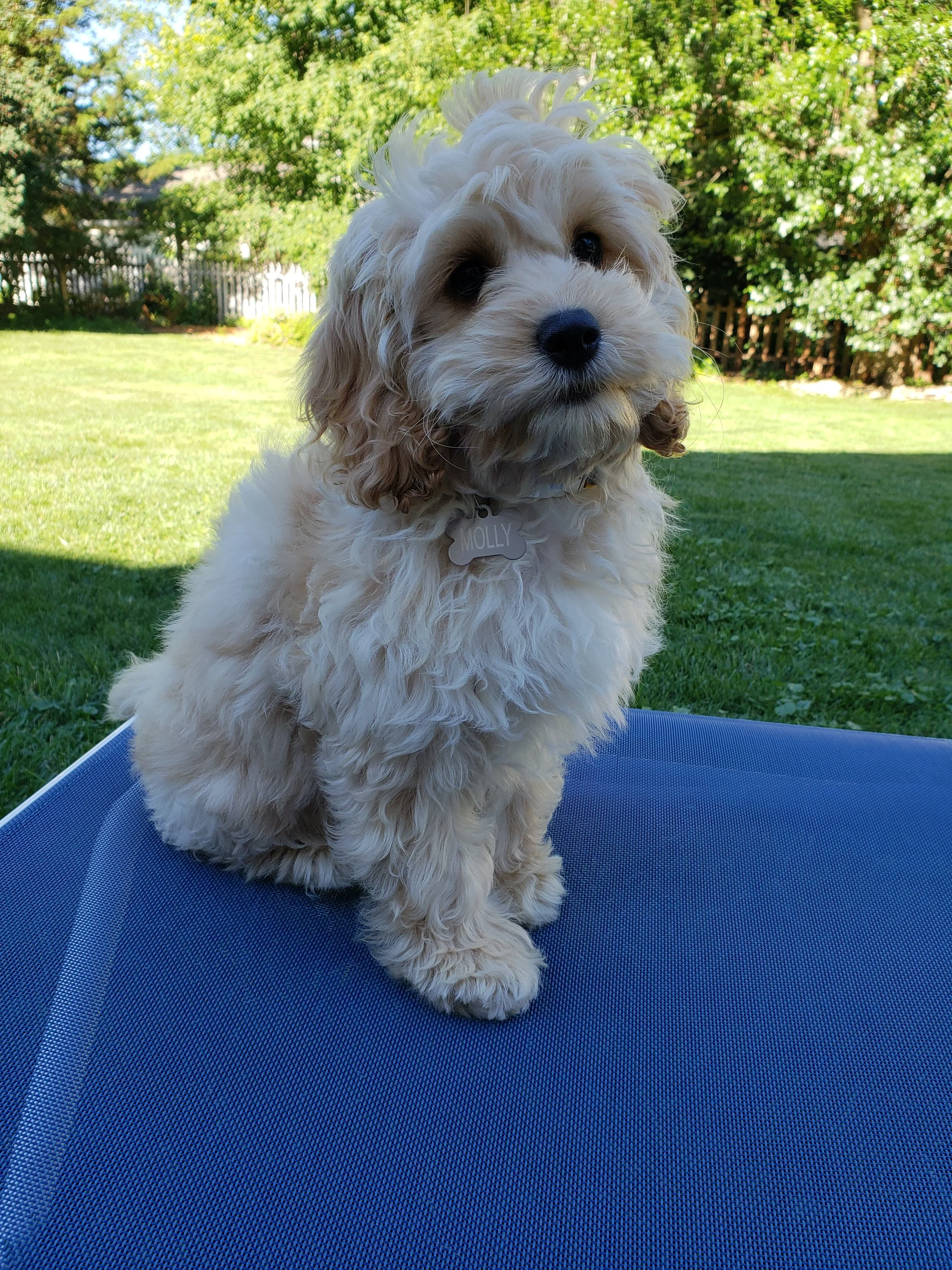 Cockapoo: Frequently Asked Questions — Mill Creek Family Farms