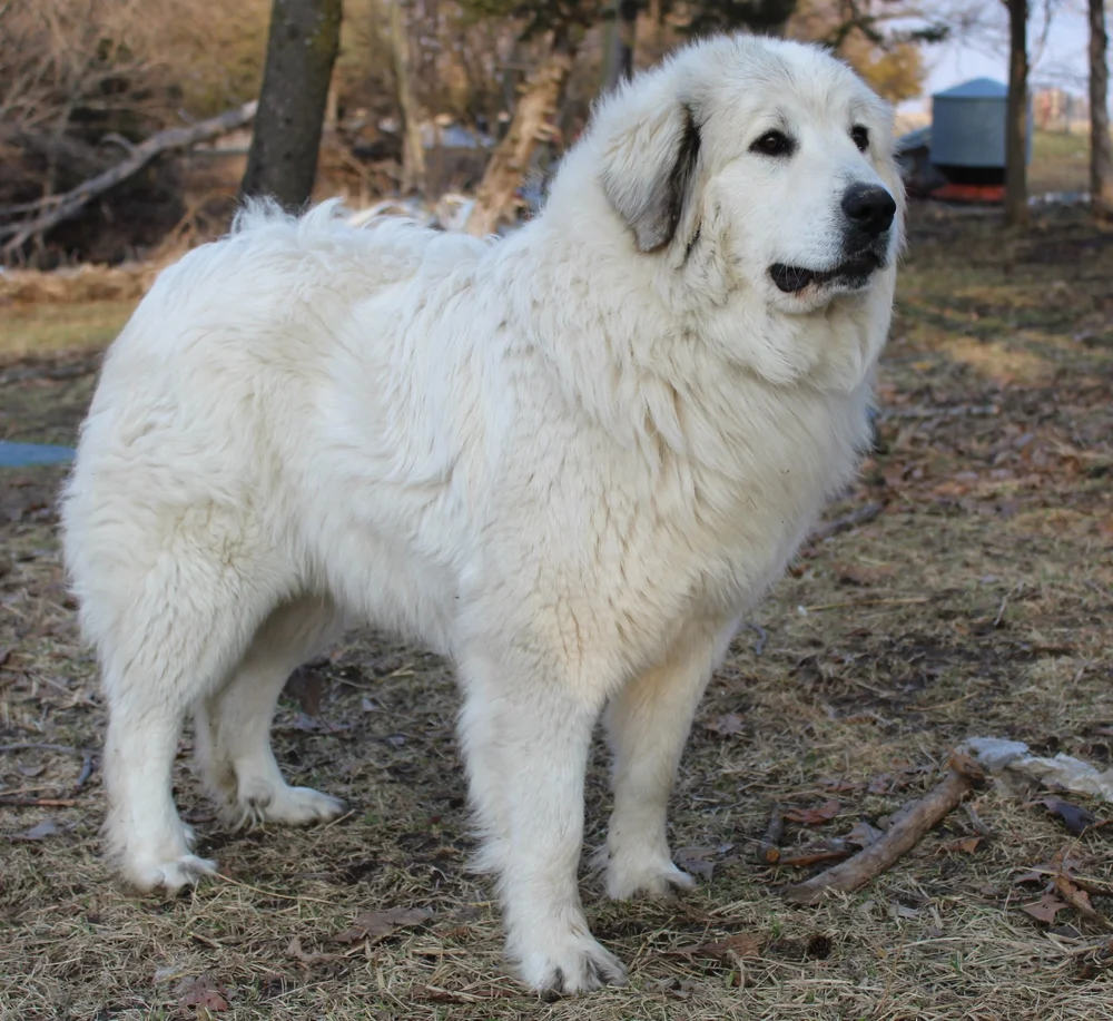 Great Pyr Parents — Mill Creek Family Farms