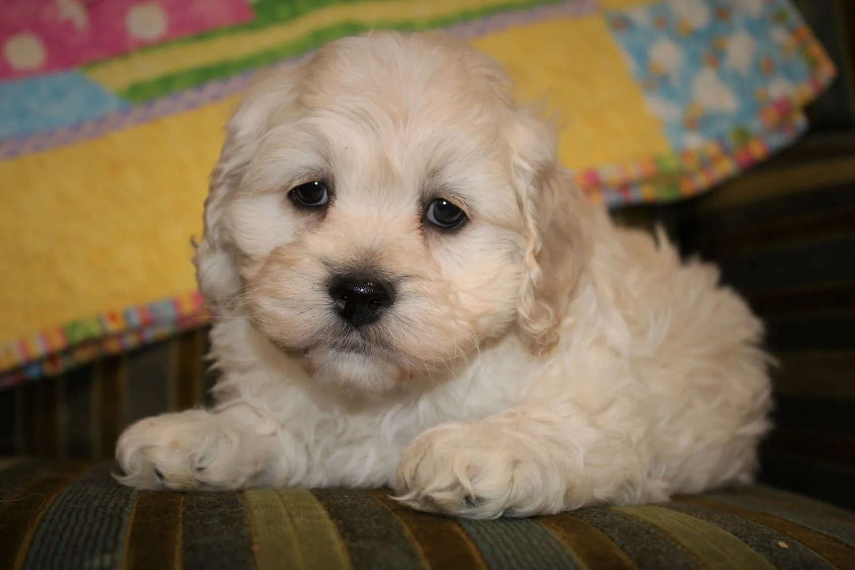 AKC Champion Line Cockapoos — Mill Creek Family Farms