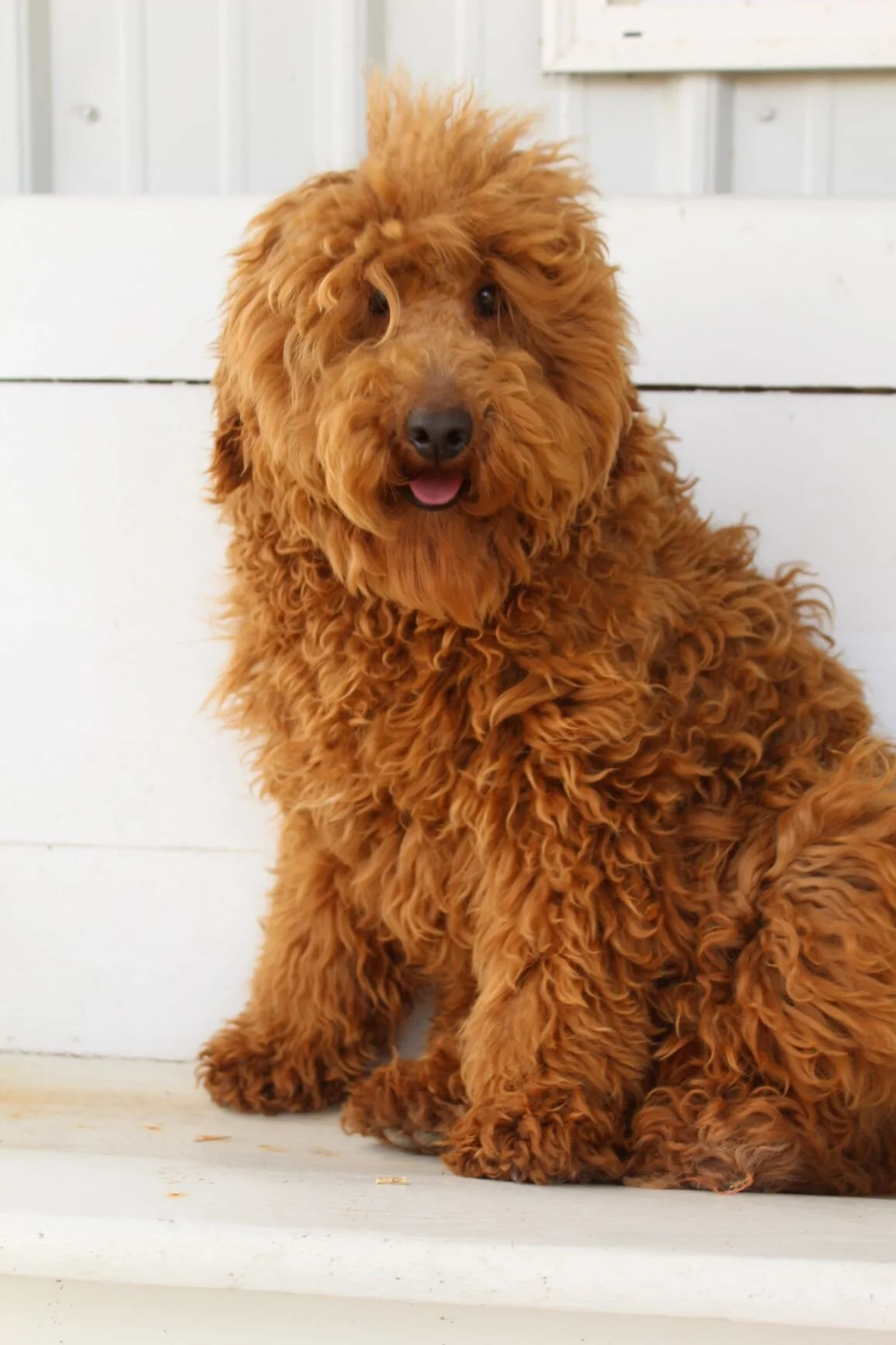 Cockapoo: Meet the Parents — Mill Creek Family Farms