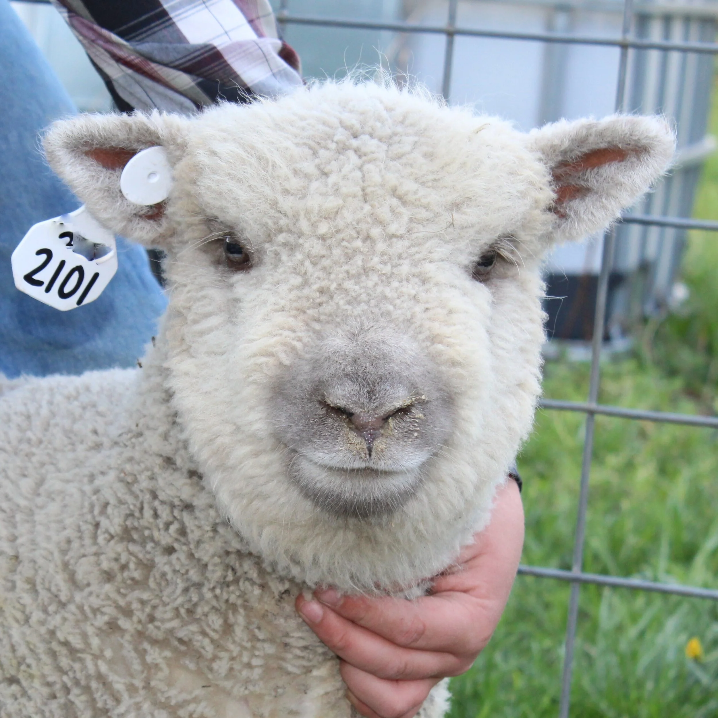 California Miniature Sheep