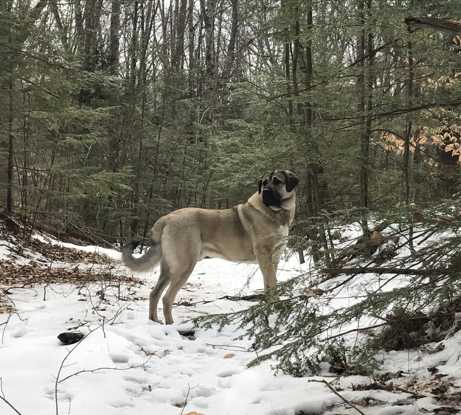 Puck — STONECOAT FARM