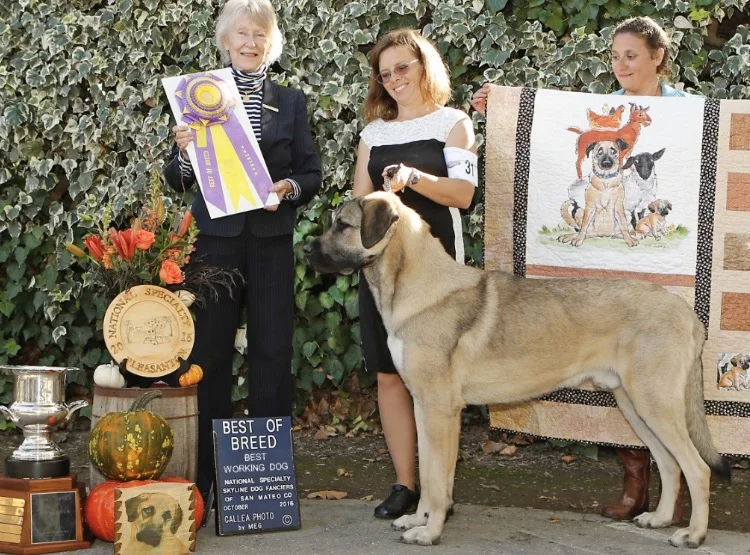 Puck — STONECOAT FARM