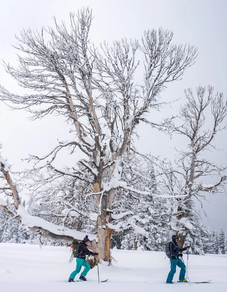 Bozeman/Big Sky Ski & Splitboard Day Tours — Big Sky Backcountry Guides