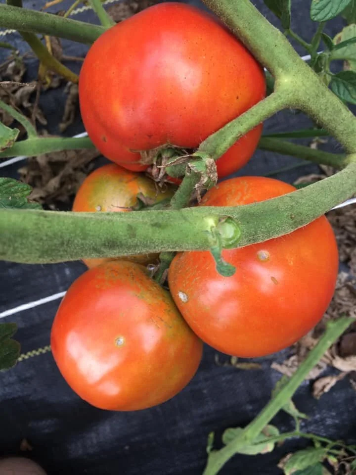 CSA, Summer — FULL CIRCLE FARM