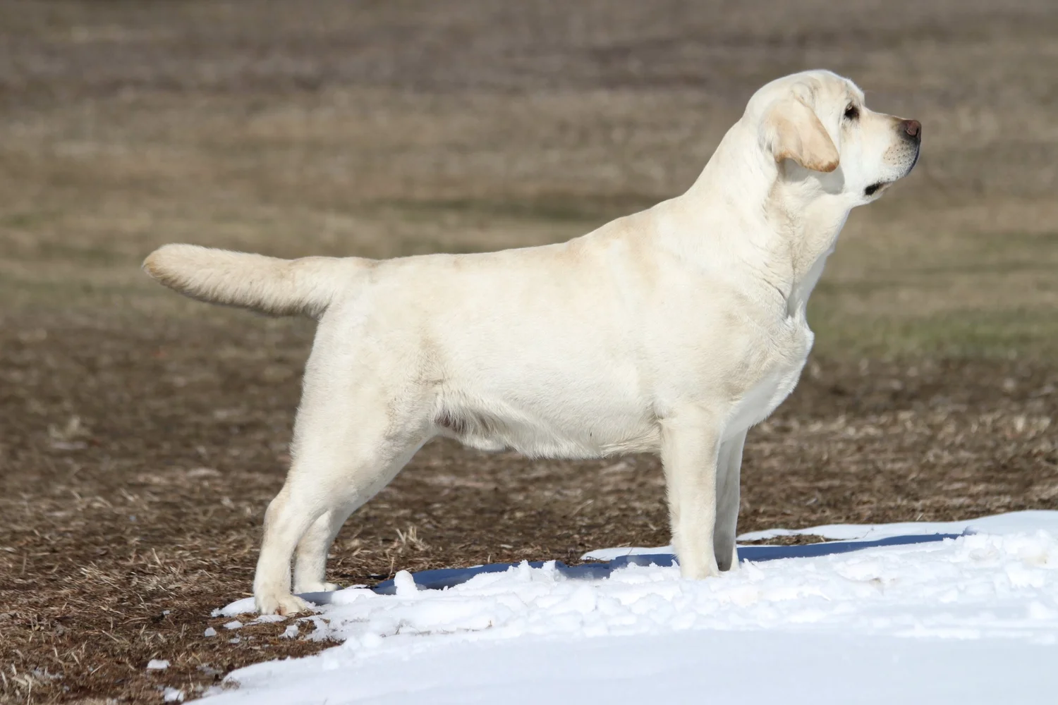 Jack — Attaway Retrievers