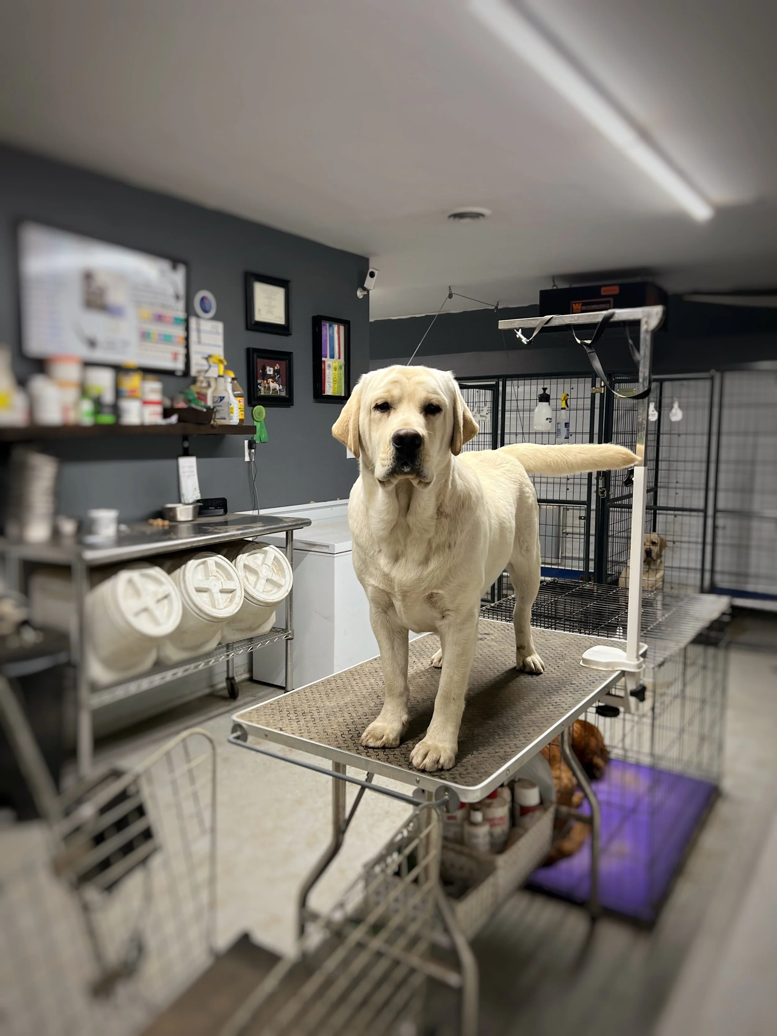 Jack — Attaway Retrievers