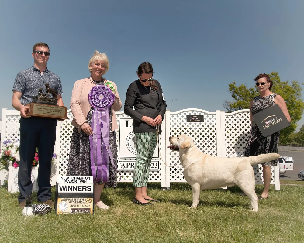 Jack — Attaway Retrievers