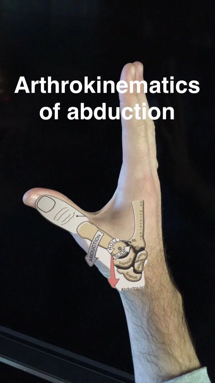 1st CMC Arthrokinematics — JMcAfeePT.com