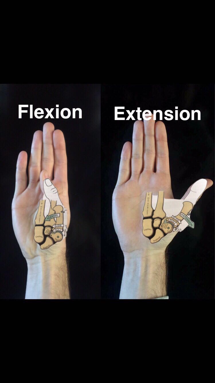 1st CMC Arthrokinematics — JMcAfeePT.com