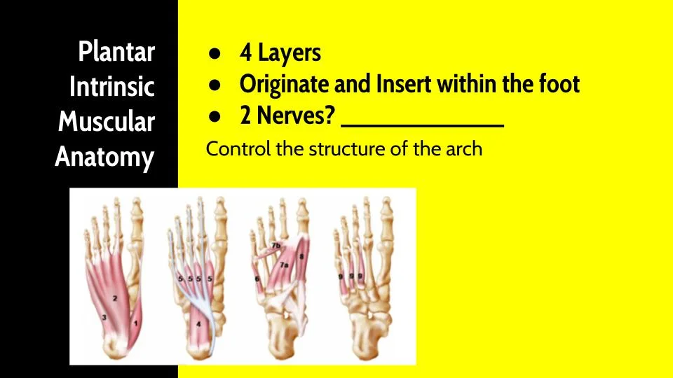Foot Intrinsics — James McAfee, PT, DPT