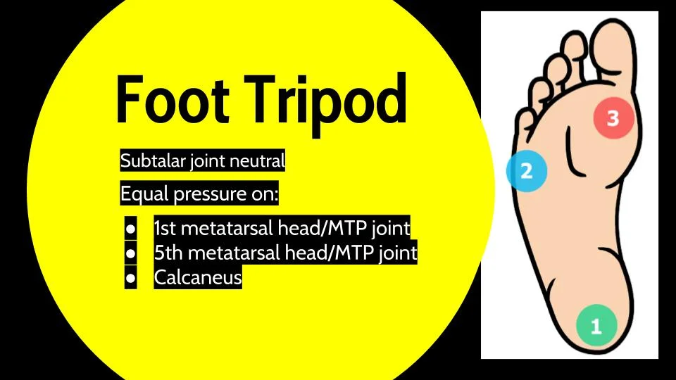 Foot Intrinsics — James McAfee, PT, DPT