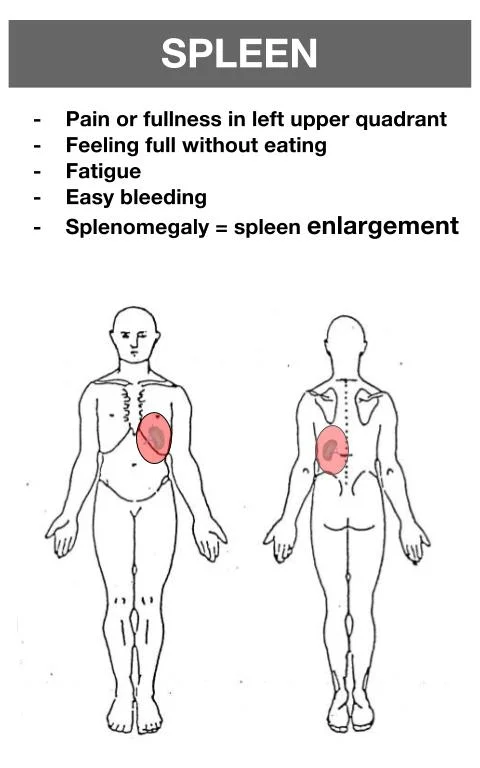 Visceral Pain Referral — JMcAfeePT.com